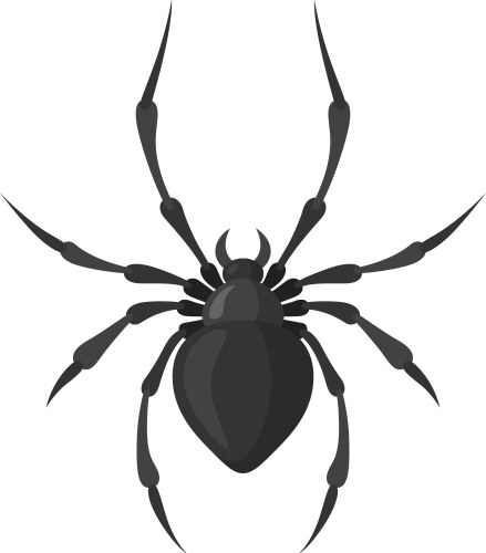 Spider anatomy Royalty Free Vector Image - VectorStock
