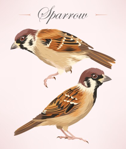 Frame template with two sparrows Royalty Free Vector Image