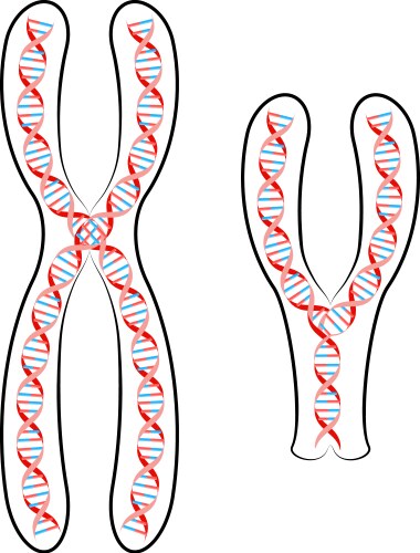 Telomere Vector Images (87)