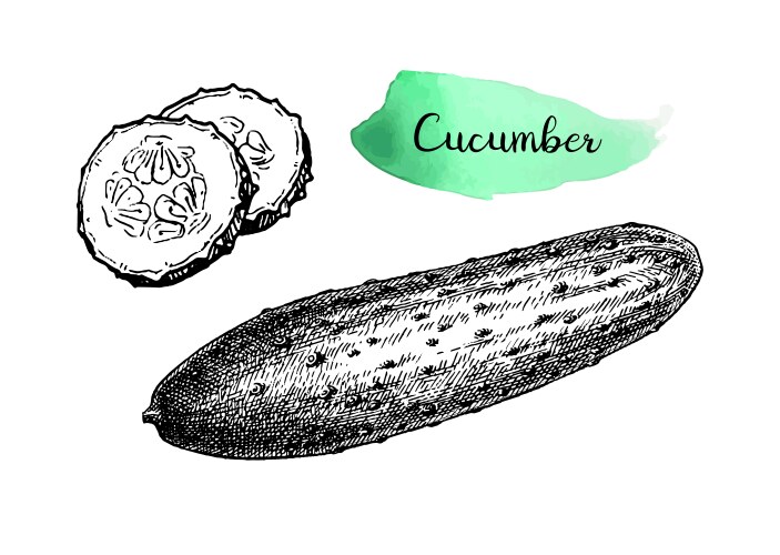 Hand drawn set of cucumber sketch Royalty Free Vector Image