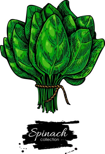 Spinach Vector Images (over 9,300)