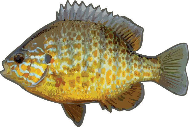 Bluegill Fish Vector Images (over 130)