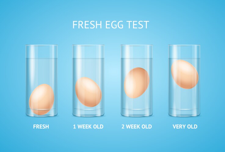 Realistic detailed 3d fresh egg test concept Vector Image