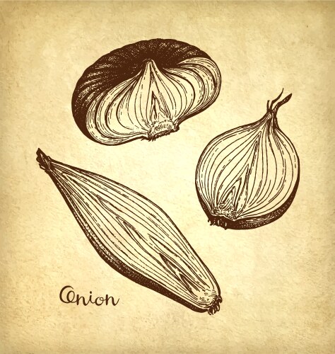 Digital detailed onion hand drawn Royalty Free Vector Image
