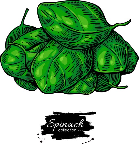 A bundle of spinach Royalty Free Vector Image - VectorStock