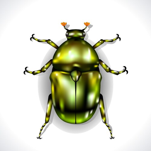 Colorado potato beetle Royalty Free Vector Image