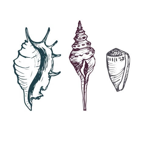 A set of seashell line art hand Royalty Free Vector Image