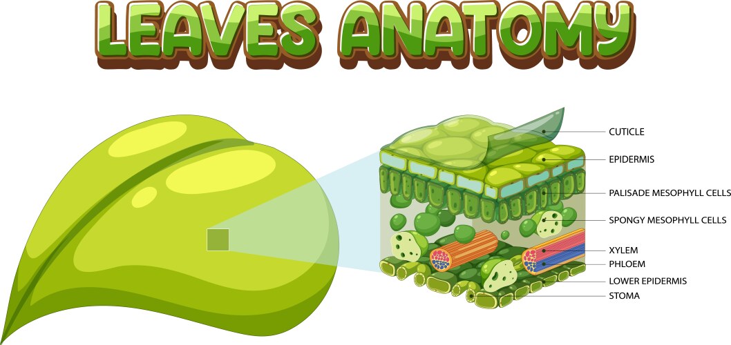 Green Leaf Cell Diagram