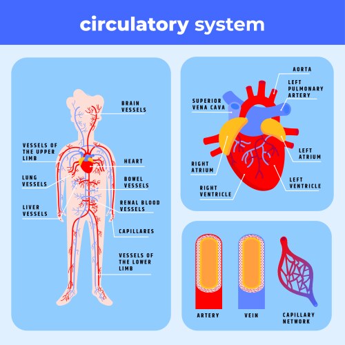 Circulatory system infographic Royalty Free Vector Image