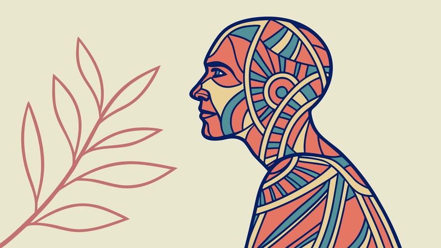 Human Head & Neck Muscle Anatomy Royalty Free Vector