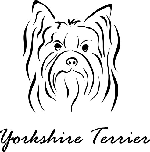 Yorkshire terrier dog Royalty Free Vector Image