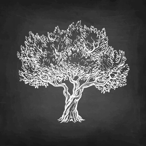 Olive Tree Vector Images (over 250,000)