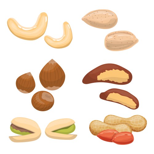 Nuts collection Royalty Free Vector Image - VectorStock