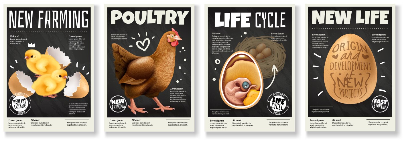 Chicken Banner Vector Images (over 15,000)