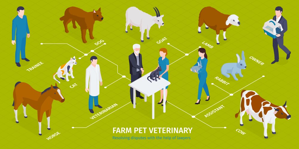 Farm animals veterinary isometric flowchart Vector Image