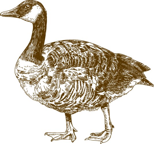 Goose Vector Images (over 30,000)