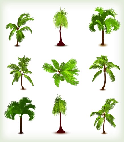 Tropical palms seamless Royalty Free Vector Image