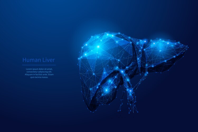 Liver Vector Images (over 24,000)