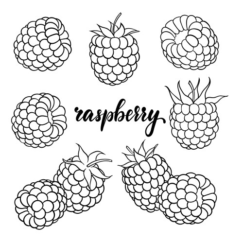 Raspberry seamless pattern drawing Royalty Free Vector Image