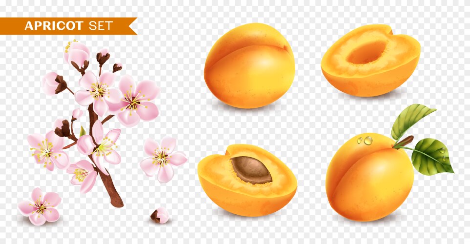 Apricot Vector Images (over 17,000)