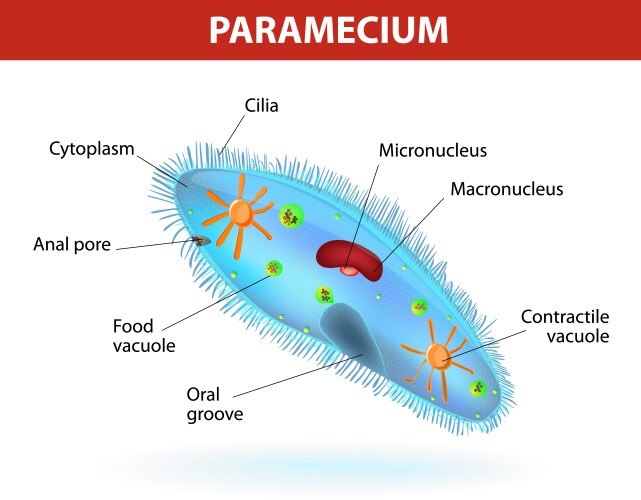 A close up design of paramecium Royalty Free Vector Image