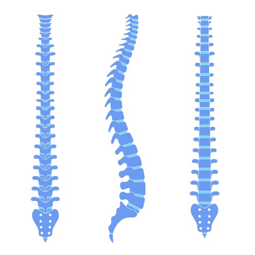 Human spine pain Royalty Free Vector Image - VectorStock