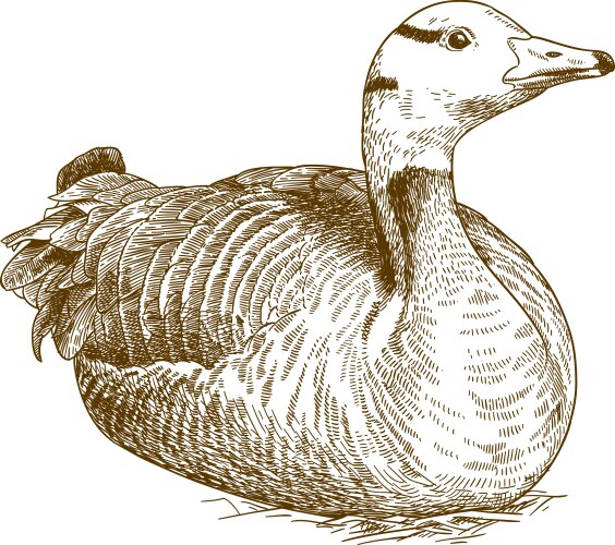 Goose Vector Images (over 28,000)