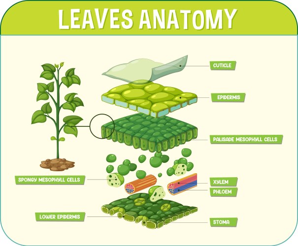 Diagram showing stem and root structure Royalty Free Vector