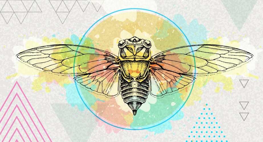 Cicada Vector Images (over 440)