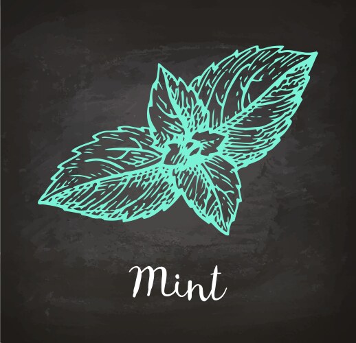 Mint Leaf Chalk Vector Images (over 150)