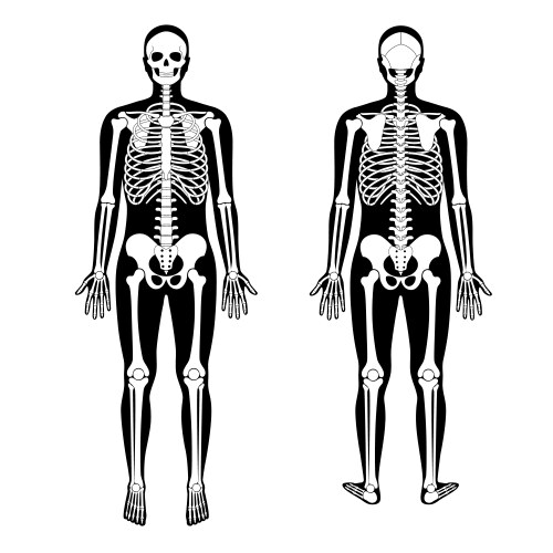 Human man skeleton anatomy Royalty Free Vector Image