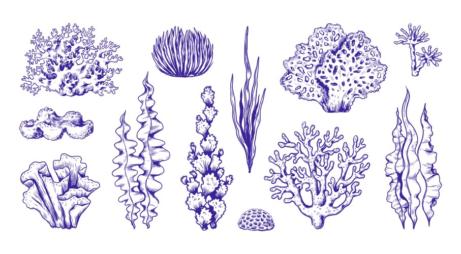 Coral Outline Vector Images (over 10,000)