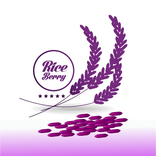 Rice2 Royalty Free Vector Image - VectorStock