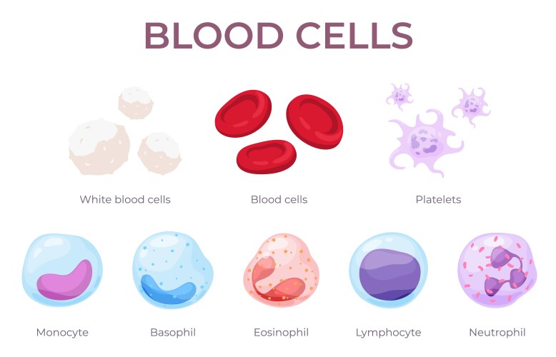 Phagocytosis professional phagocytic cells Vector Image