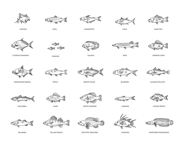 Set of fish Royalty Free Vector Image - VectorStock