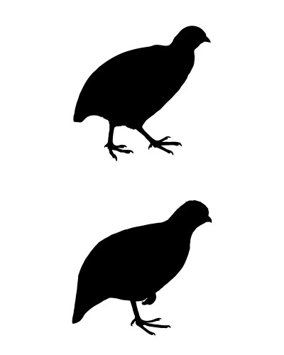 Quail Black and White Vector Images (over 810)