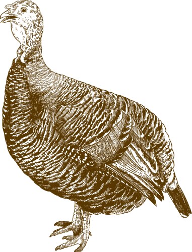 Turkey Beak Vector Images (over 880)