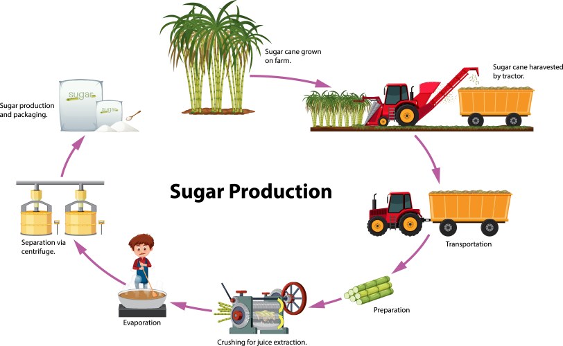 Sugar production infographics Royalty Free Vector Image