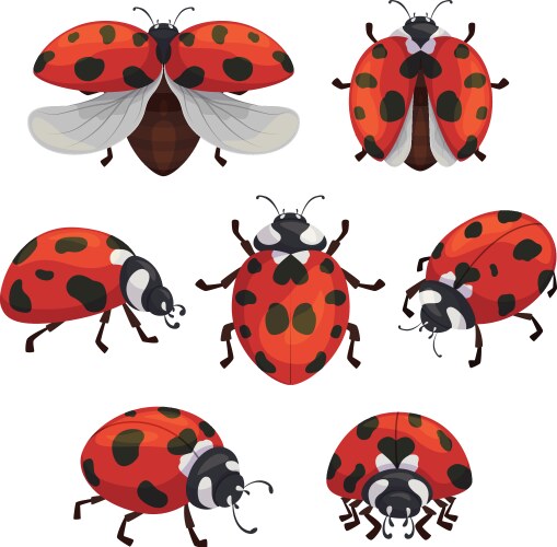 Ladybird Vector Images (over 11,000)