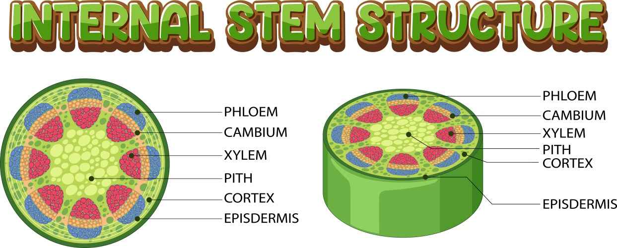 Diagram showing stem and root structure Royalty Free Vector