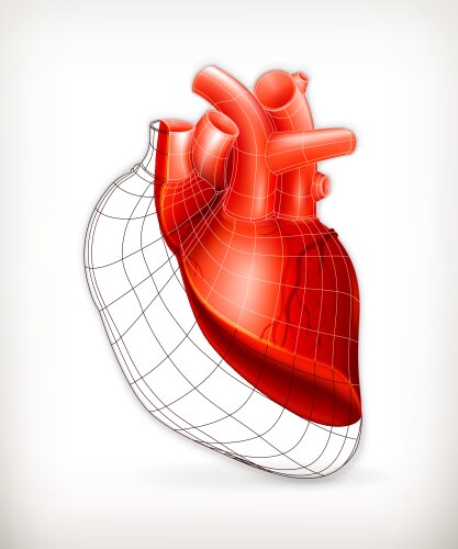 Human heart medical structure outline body Vector Image
