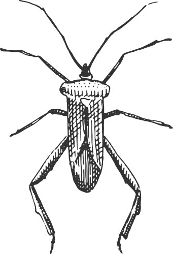 Water beetle outline Royalty Free Vector Image