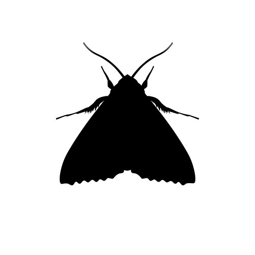 Weevil beetle Royalty Free Vector Image - VectorStock