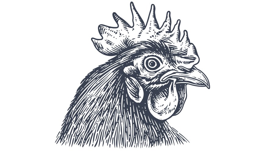 Hen Vector Images (over 42,000)