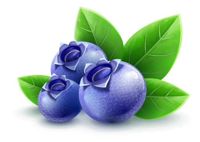 Blueberry Vector Images (over 30,000)