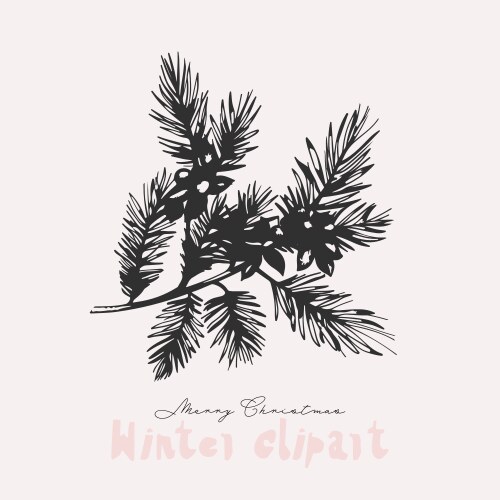 Botanical print with little branch and fir tree Vector Image