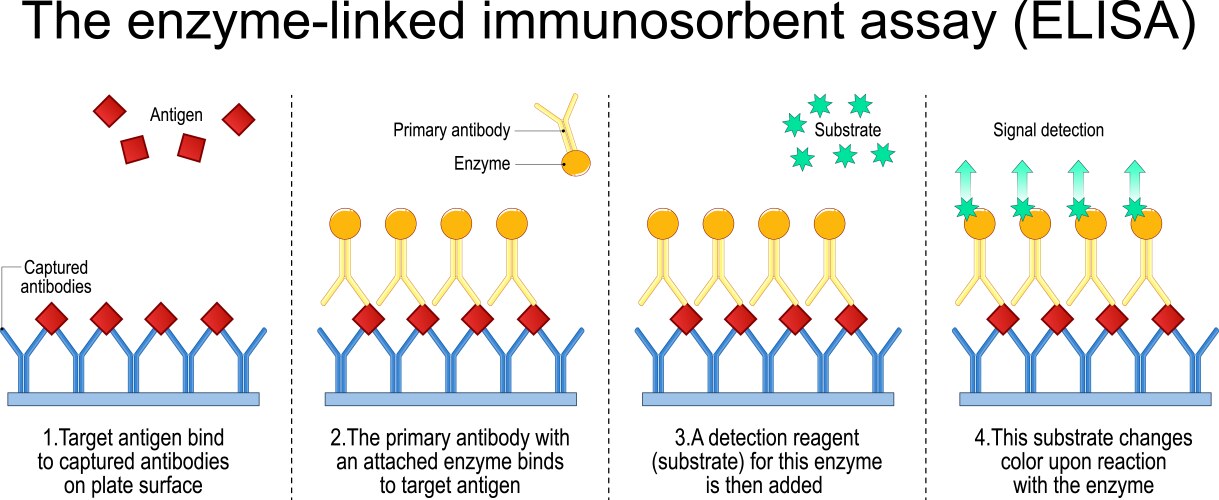 Enzymes Vector Images (over 2,100)