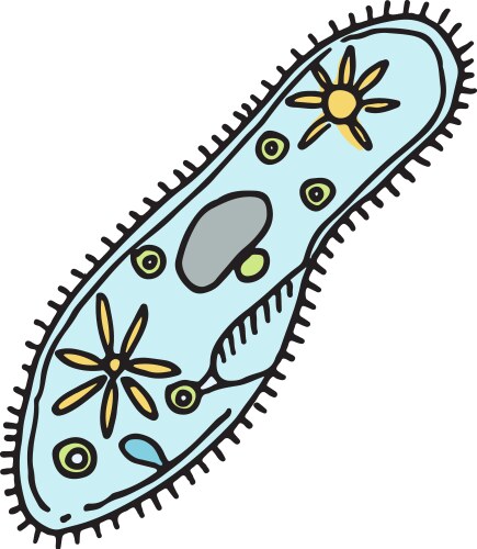 Bacteria Drawing Vector Images (over 7,500)