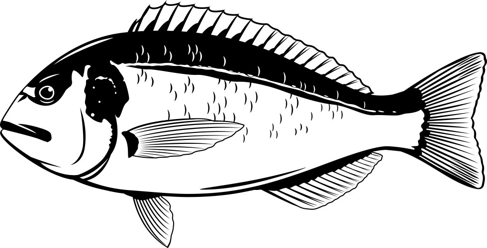 Gilt-head bream fish Royalty Free Vector Image