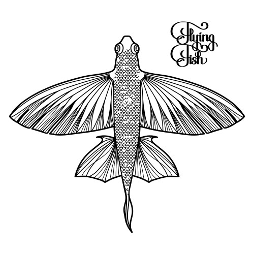 Flying Fish Vector Images (over 11,000)